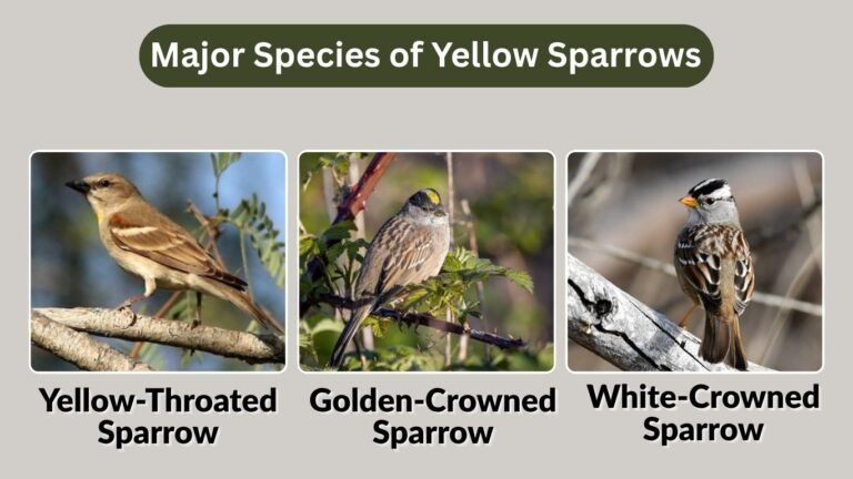 The Yellow Sparrow: Identification, Species, and Fascinating Facts