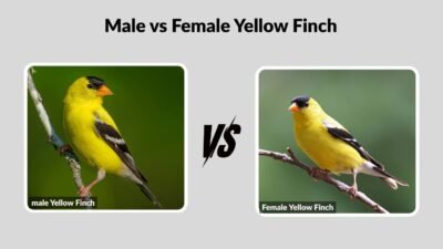 Yellow Finch: Identification, Behavior, Diet and Lifestyle