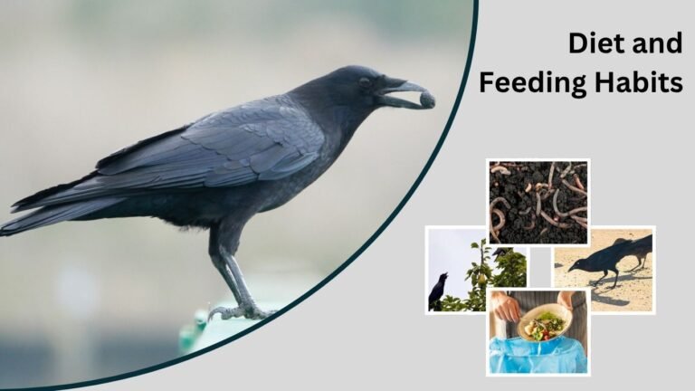 American Crow: Identification, Habitat, Behavior, and Lifespan