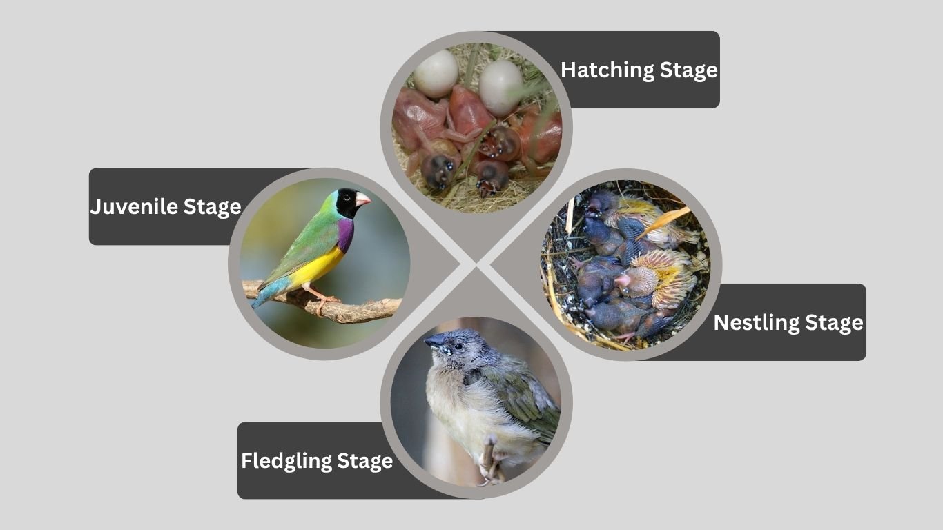 Baby Finch: Growth, Care, Feeding, and Nesting Stages