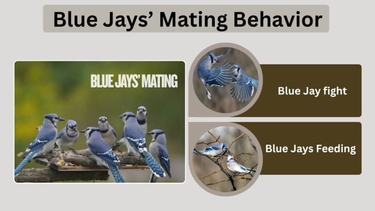 Blue Jay Facts and Secrets: What Makes This Bird So Special?