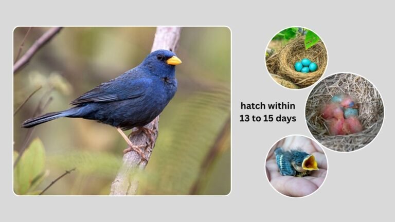 Blue Finches: Identification Types, Habitat, and Unique Traits