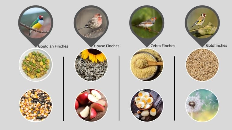 Finch Food Explained: Seeds, Pellets, and Natural Diet Tips