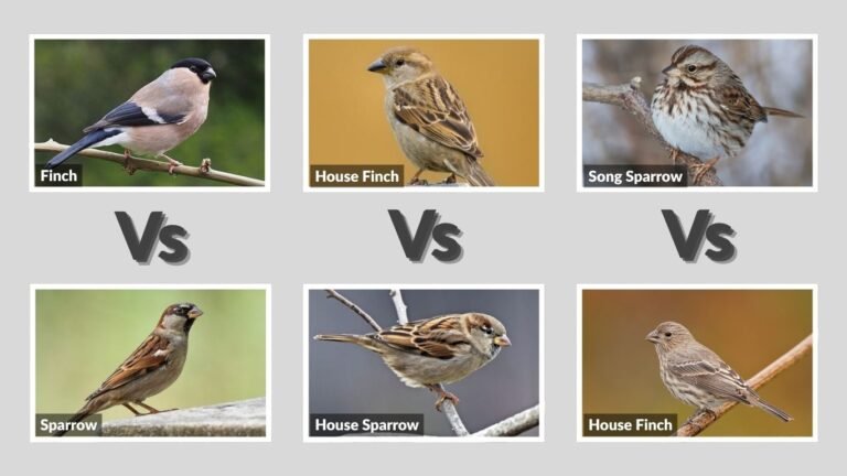 House Finch vs Purple Finch: Identification, Differences & Similar Birds