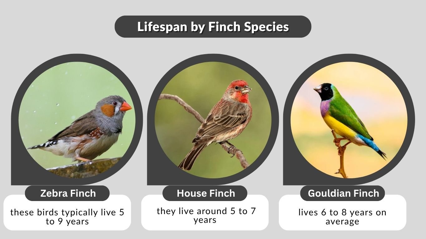 How Long Do Finches Live? Complete Guide to Finch Lifespan and Care