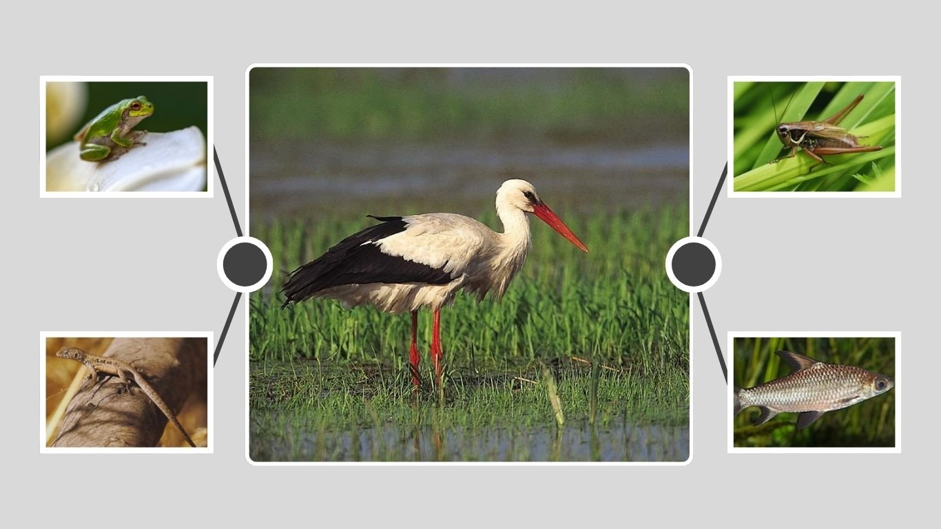 White Stork Bird: Appearance, Habitat, Migration, and Meaning