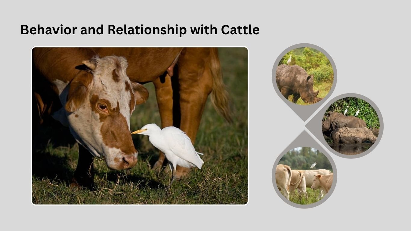 Cattle Egret: Identification, Range, Cow Relationship, and Behavior