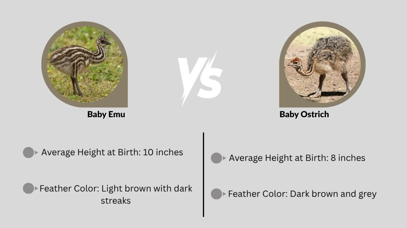 Baby Ostrich: Facts, Growth, Diet, and Care Tips
