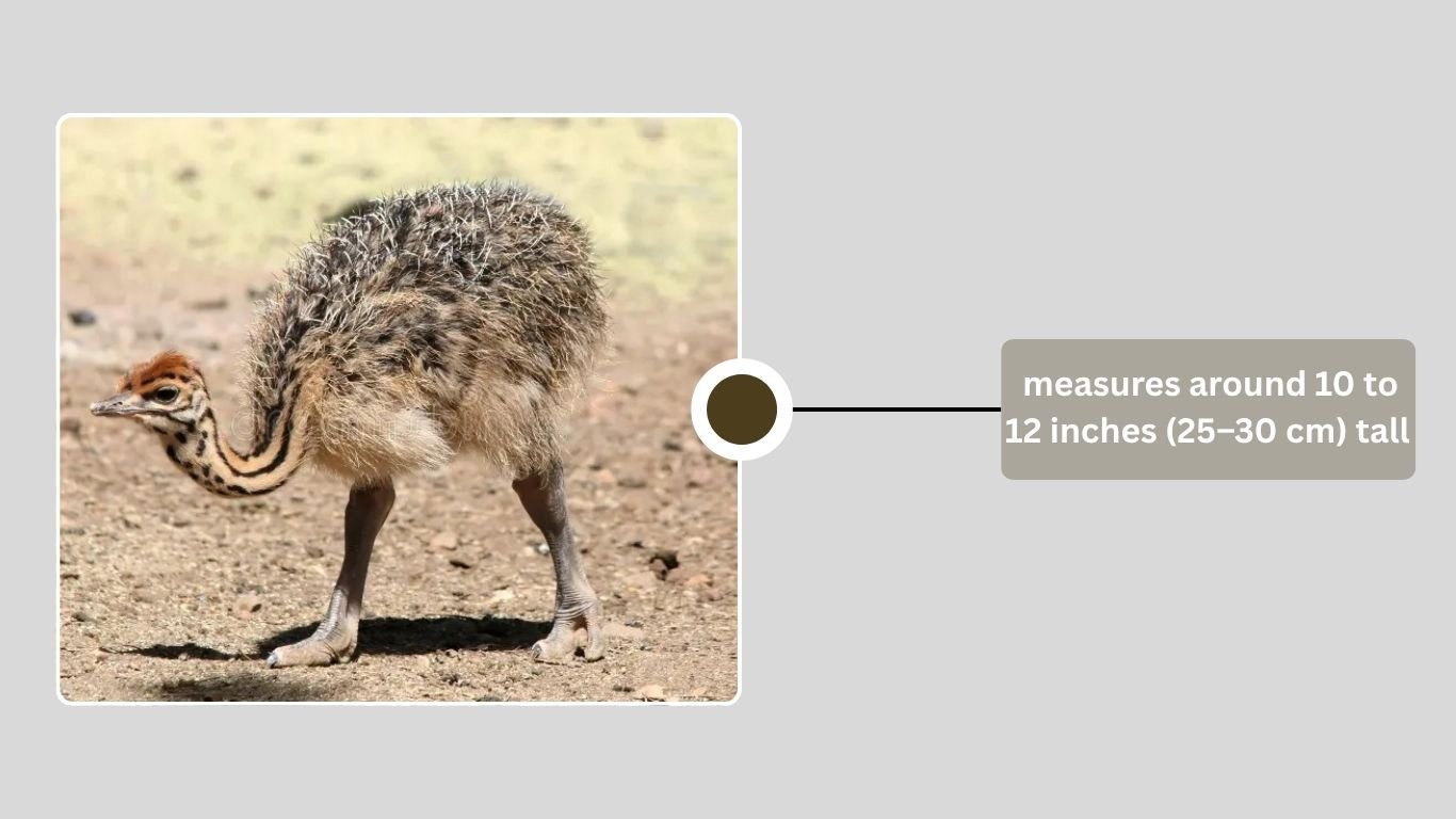 How Tall Is an Ostrich: Average Height, Growth, and Comparison