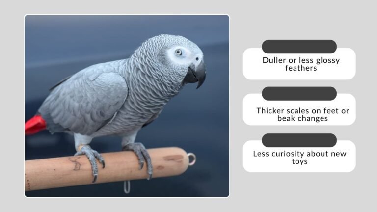 How Long Do African Grey Parrots Live? Lifespan, Care, and Longevity Tips