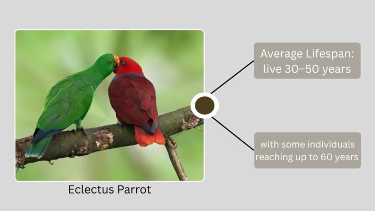 Parrot Lifespan: How Long Do Parrots Live by Species and Care