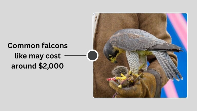Pet Falcon: Everything You Need to Know Before Owning One