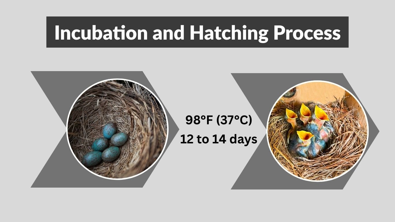 Bluebird Eggs: Color, Nesting, and Hatching Facts You Should Know