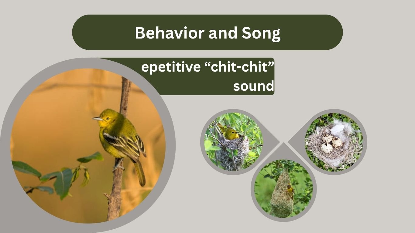 The Yellow Sparrow: Identification, Species, and Fascinating Facts