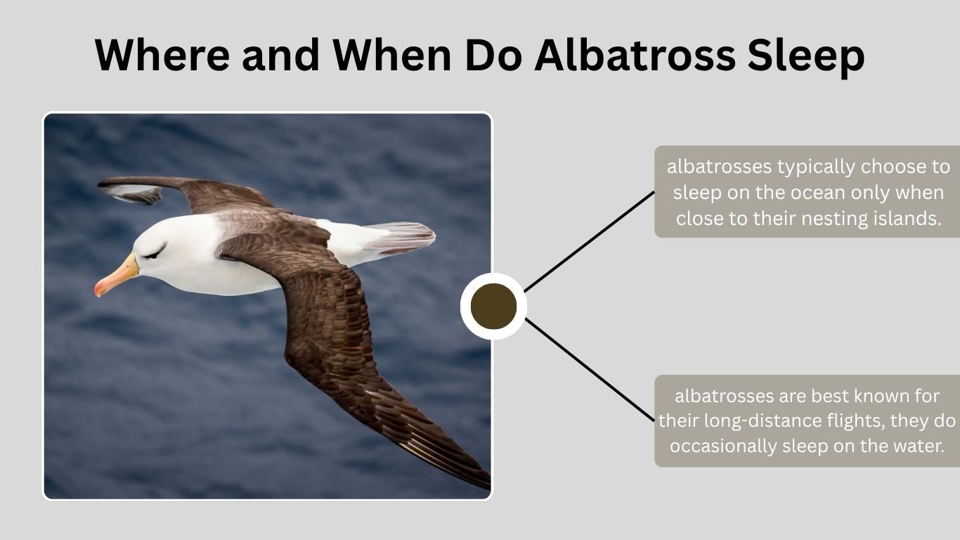 How Do Albatross Sleep (and Can They Sleep While Flying?)