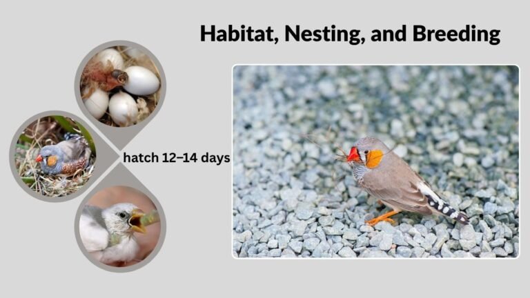 Zebra Finch: Identification, Behavior, and Lifestyle