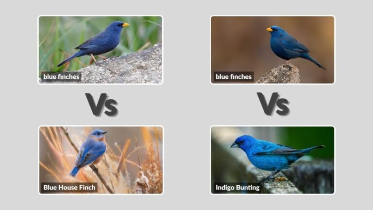 Blue Finches: Identification Types, Habitat, and Unique Traits