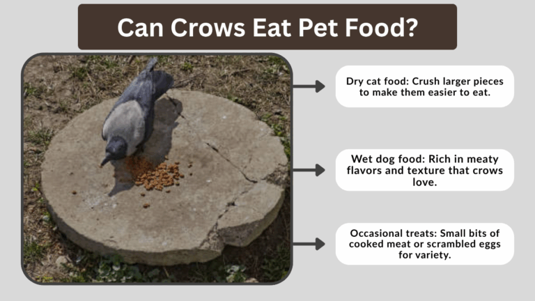 Crow Food Guide: What Do Crows Eat and Love the Most?