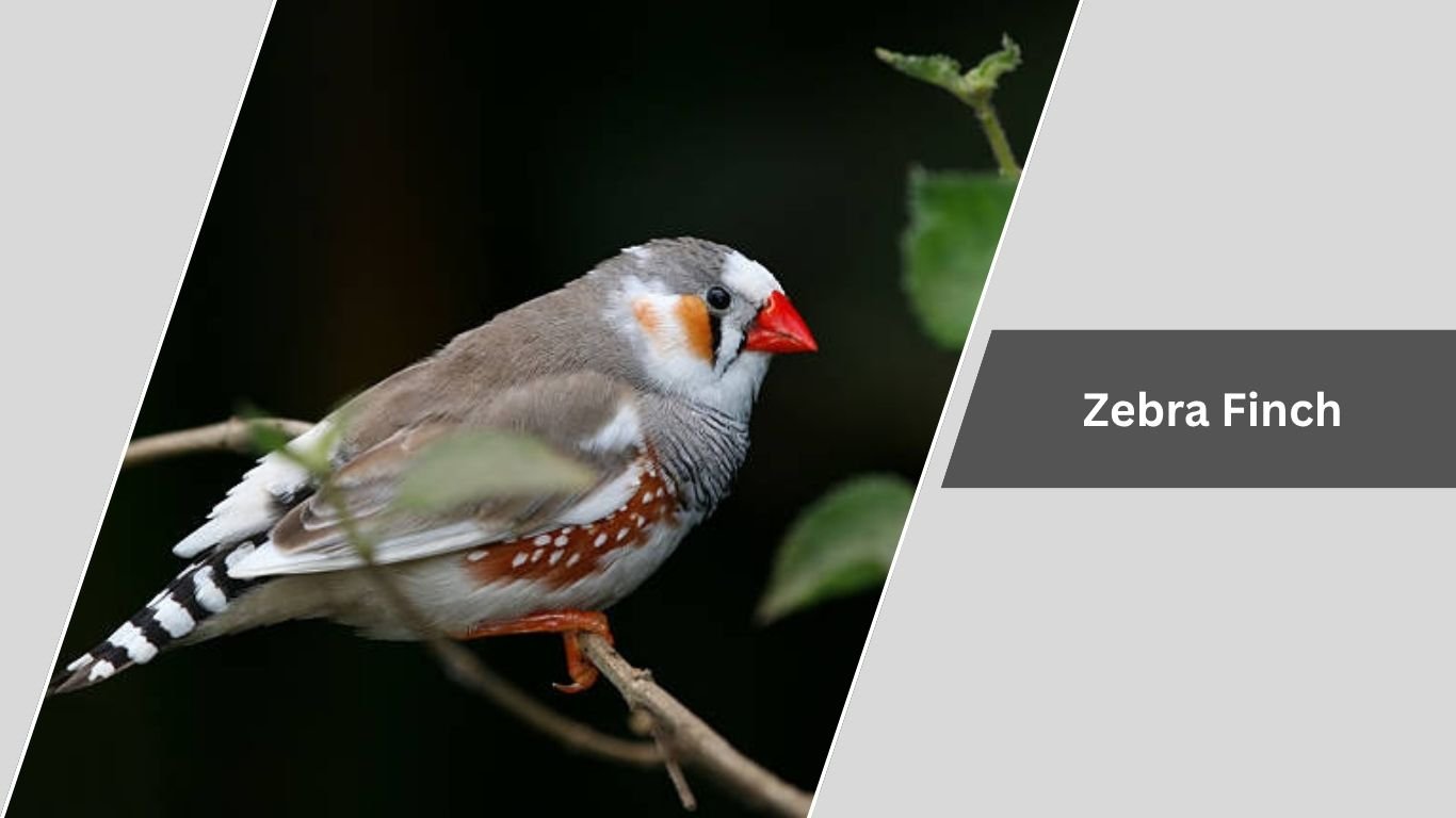 15 Types of Finch Species: Identification with Picture