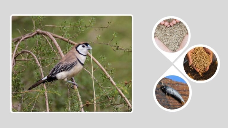 Australian Finches: Identification, Habitat, Behavior, and Diet