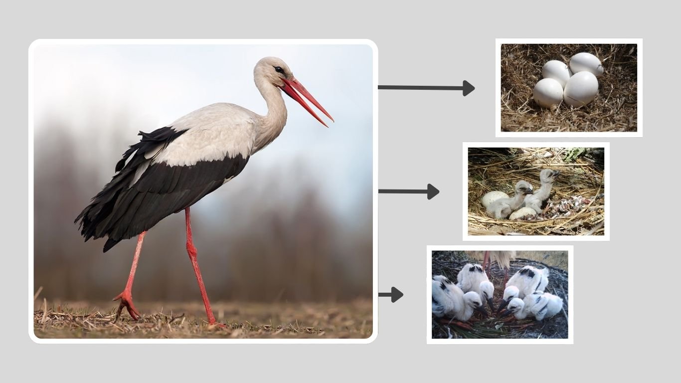 White Stork Bird: Appearance, Habitat, Migration, and Meaning