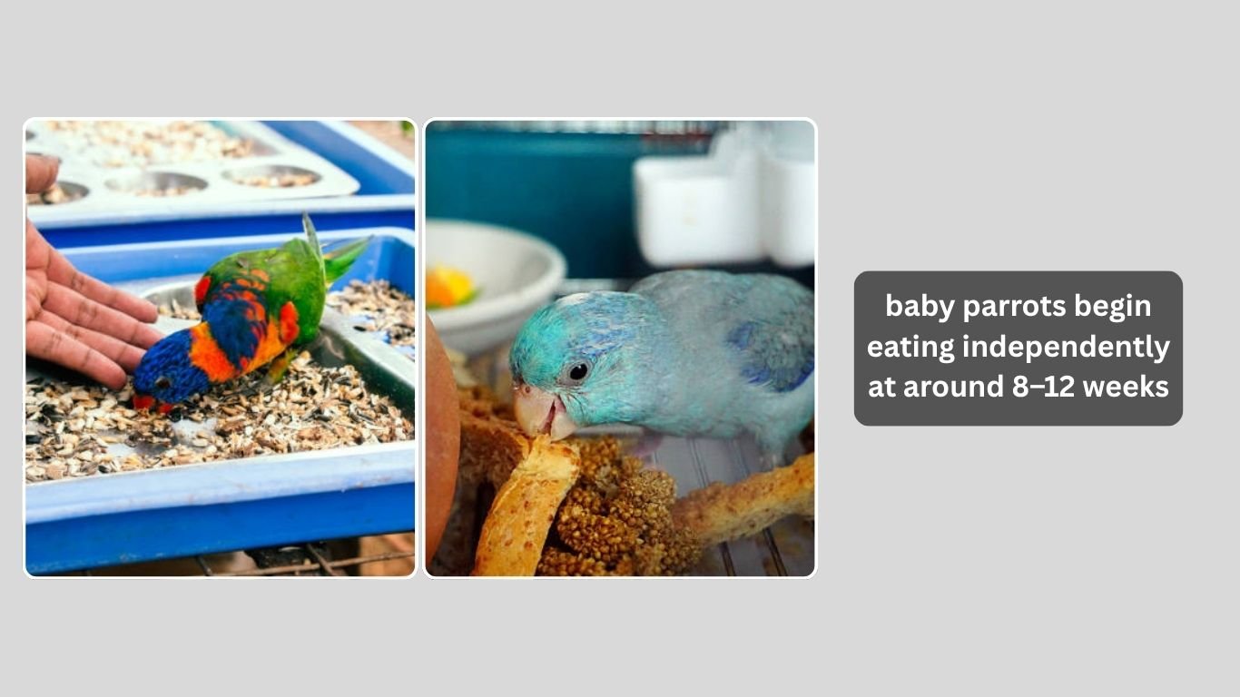 Baby Parrots: Diet, Breeds, and How to Raise Them