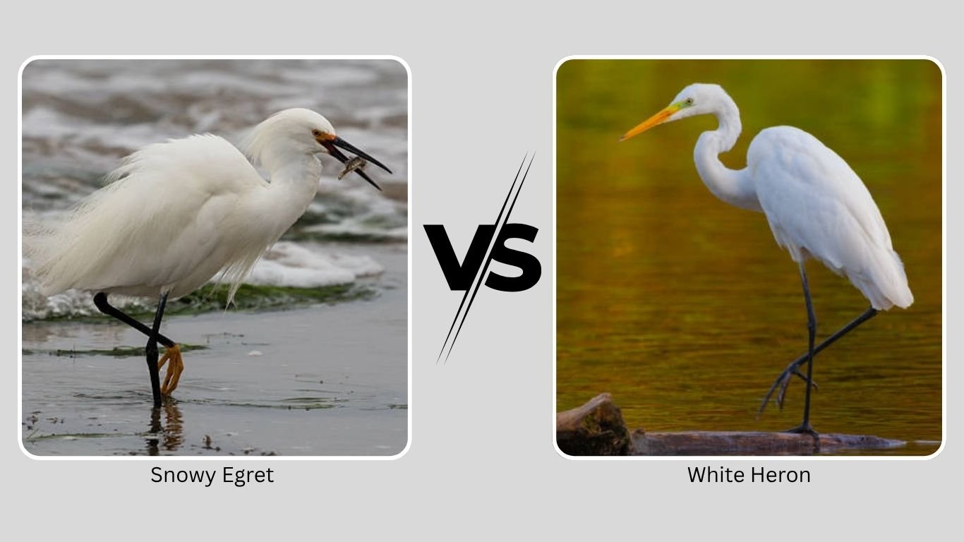 Egret vs Heron: Key Differences, Identification, and Behavior