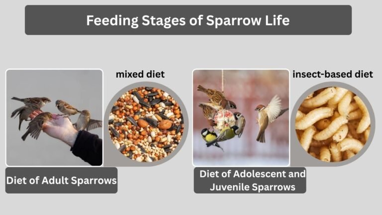 What Do Sparrows Eat? Complete Guide to Sparrow Diets and Feeding Habits