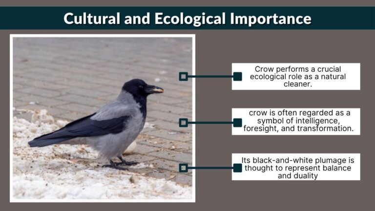 African Crow: Identification, Habitat, Behavior, and Lifespan