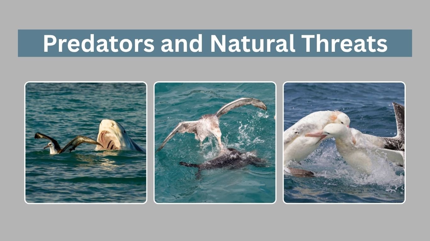 What Do Albatross Eat? Complete Guide to Their Diet & Habits