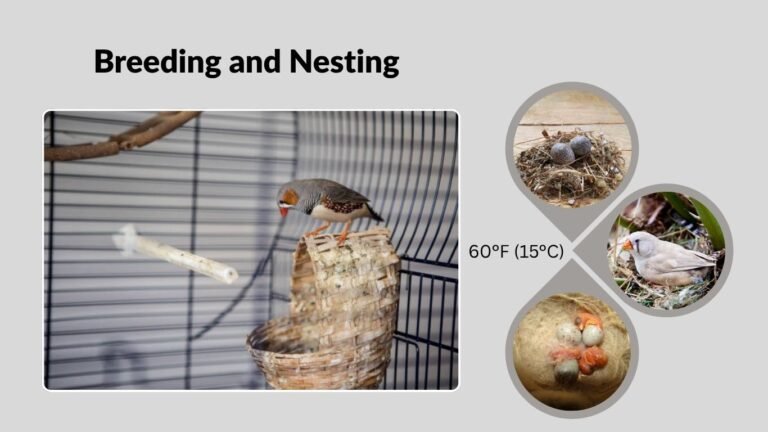 How Long Do Zebra Finches Live? Everything You Need to Know