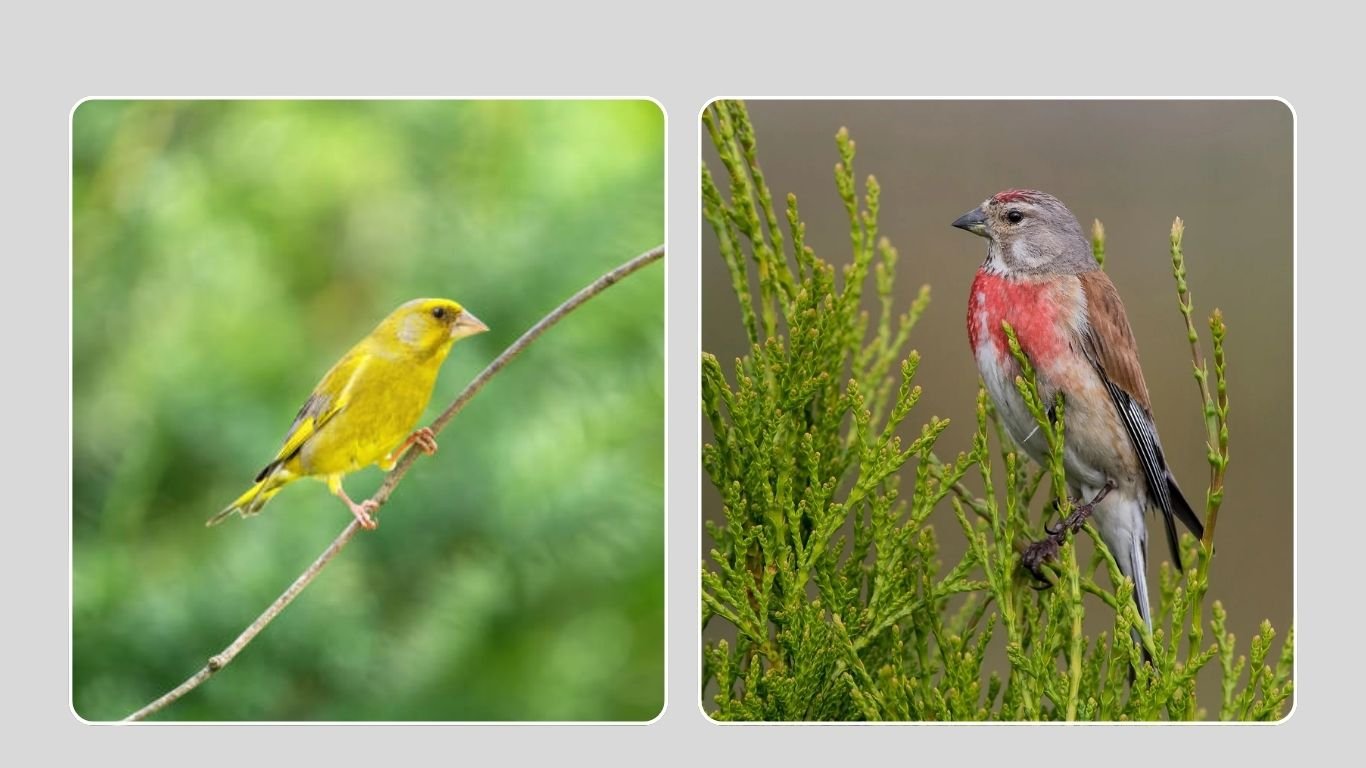 Green Finch Bird: Identification, Habitat, Behavior, and Unique Traits