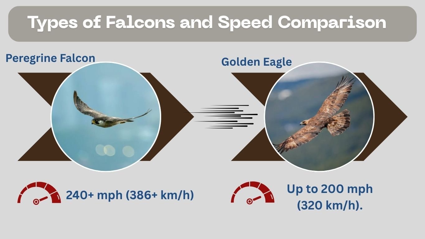 Peregrine Falcon: The Fastest Bird in the World