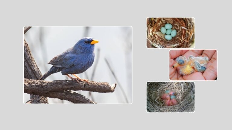 Blue Finches: Identification Types, Habitat, and Unique Traits