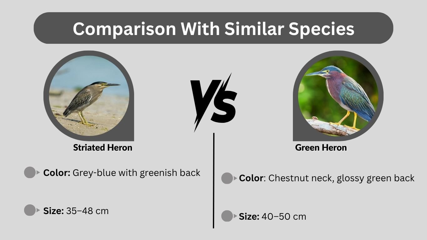 Striated Heron: Habitat, Range, Behavior, and Identification