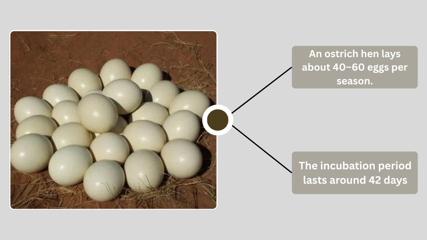 Ostrich Egg vs Chicken Egg: Size, Taste, and Nutrition Compared