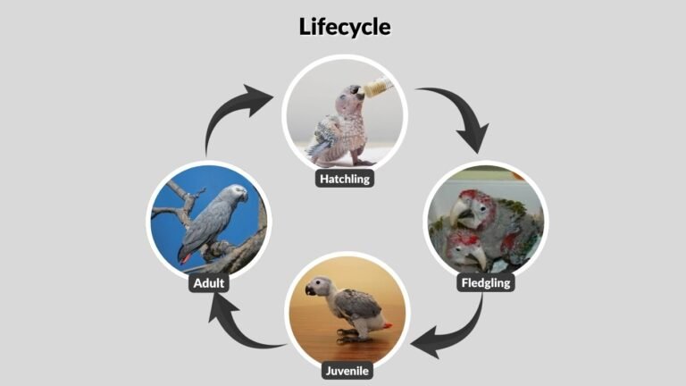 Grey Parrot Bird: Identification, Habitat, Behavior, Diet, and Lifecycle