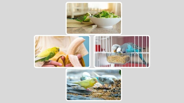 What Do Finches Eat? Complete Guide to Finch Diets