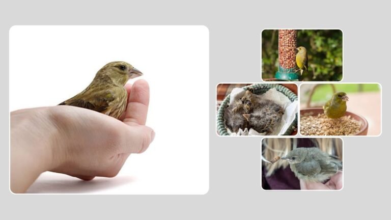 Green Finch Bird: Identification, Habitat, Behavior, and Unique Traits