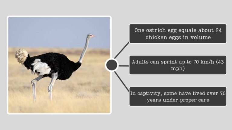 Ostrich Life Cycle: Lifespan, Stages, and Family Behavior