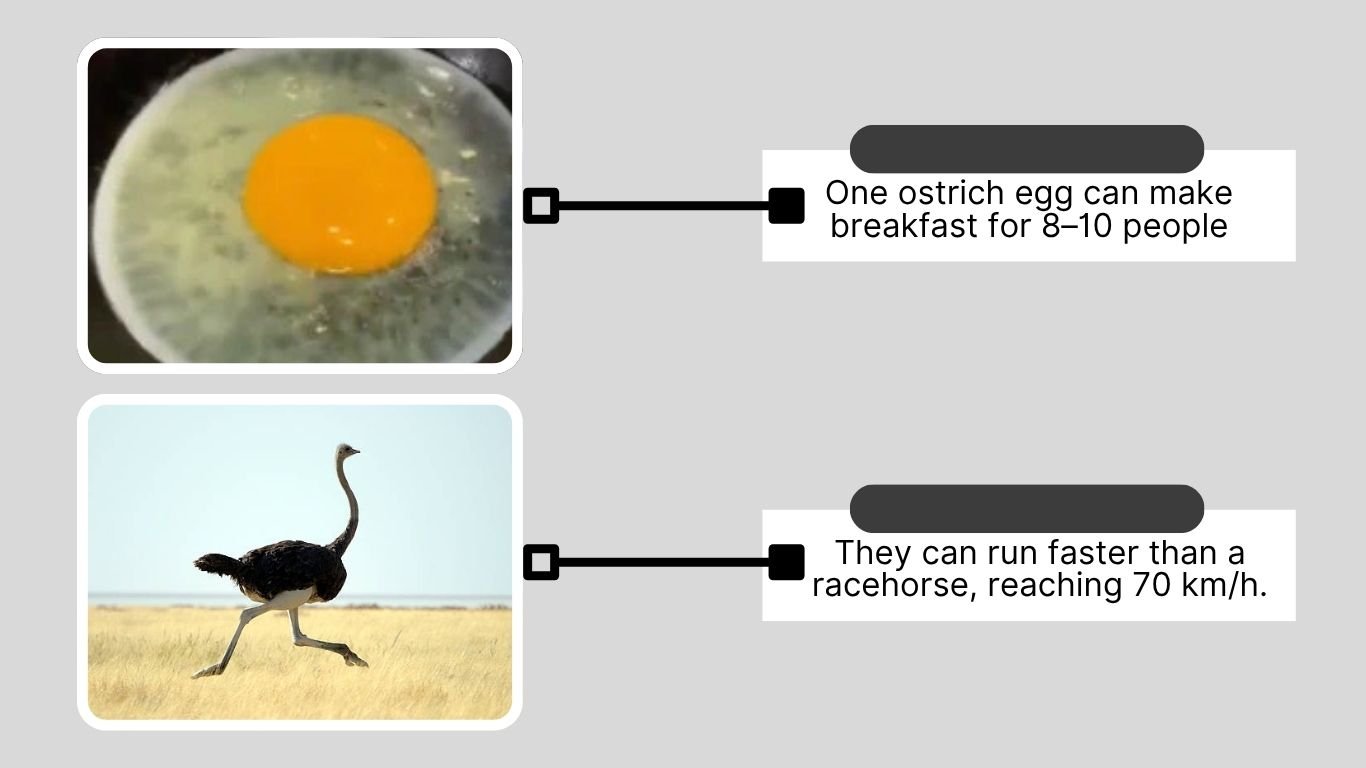 Ostrich Egg vs Chicken Egg: Size, Taste, and Nutrition Compared