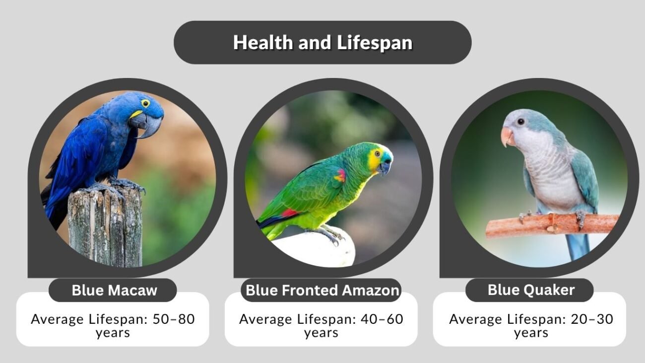 Blue Parrot: Types, Facts, and Pet Care Guide