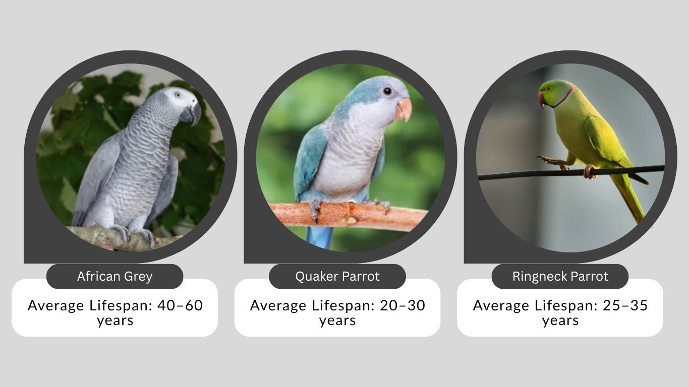 How Long Do Parrots Live? Lifespan, Factors, and Species Comparison
