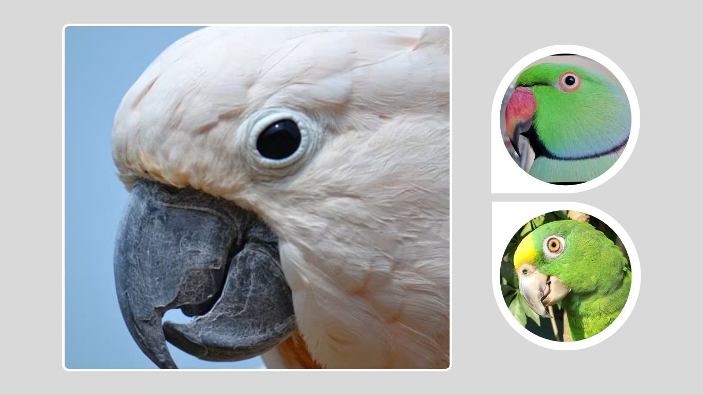 White Parrots: Species, Identification, and Care Guide