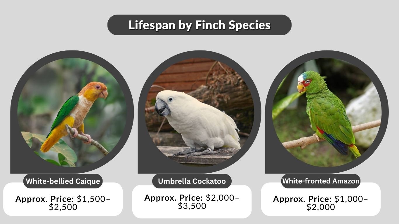 White Parrots: Species, Identification, and Care Guide