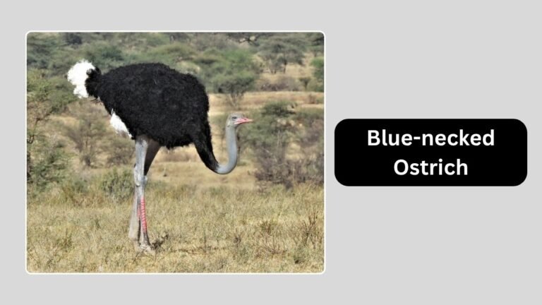 15 Types of Ostriches: Identification With Picture