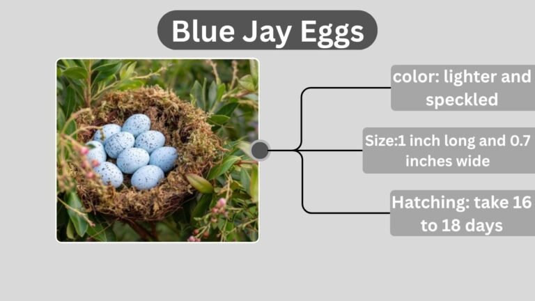 Blue Jay Eggs: Color, Size, Laying Habits, and Hatching