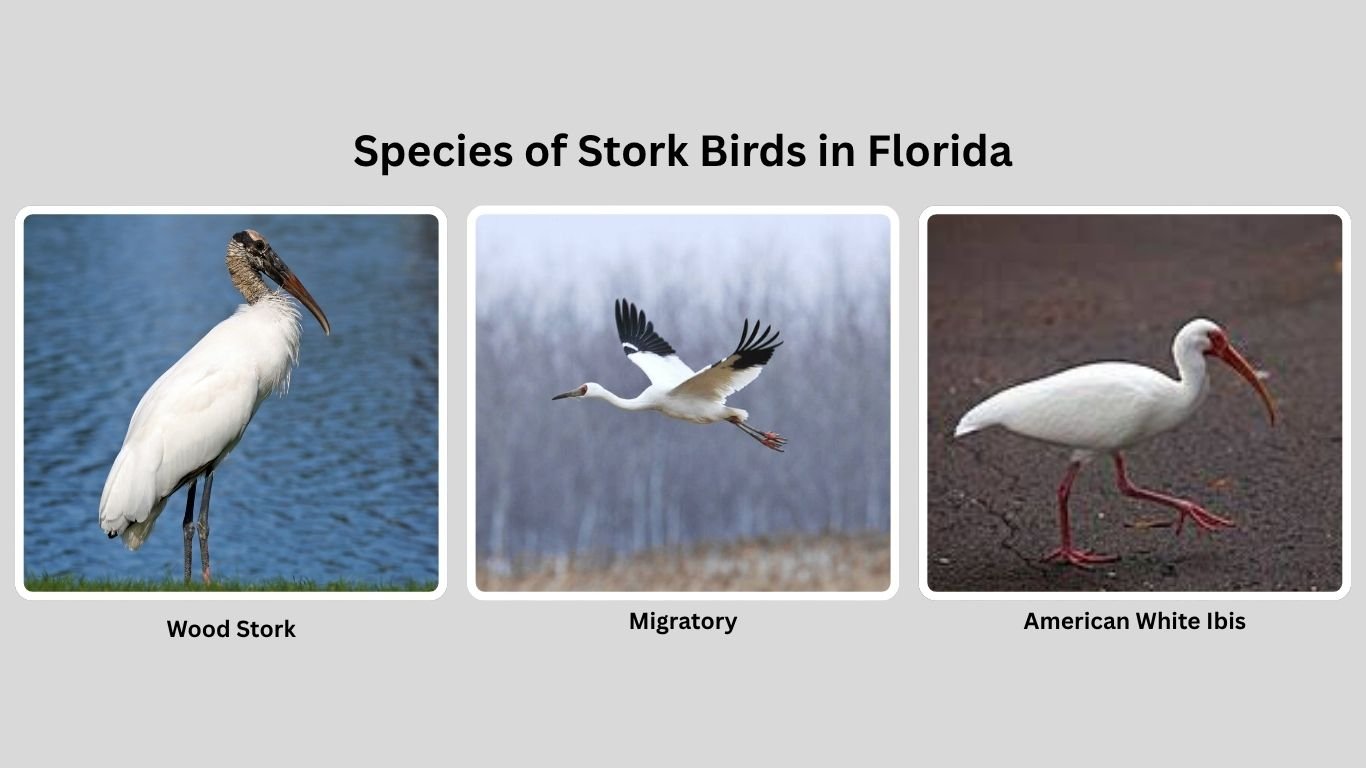 Stork Birds in Florida: Types, Habitats, and Behavior