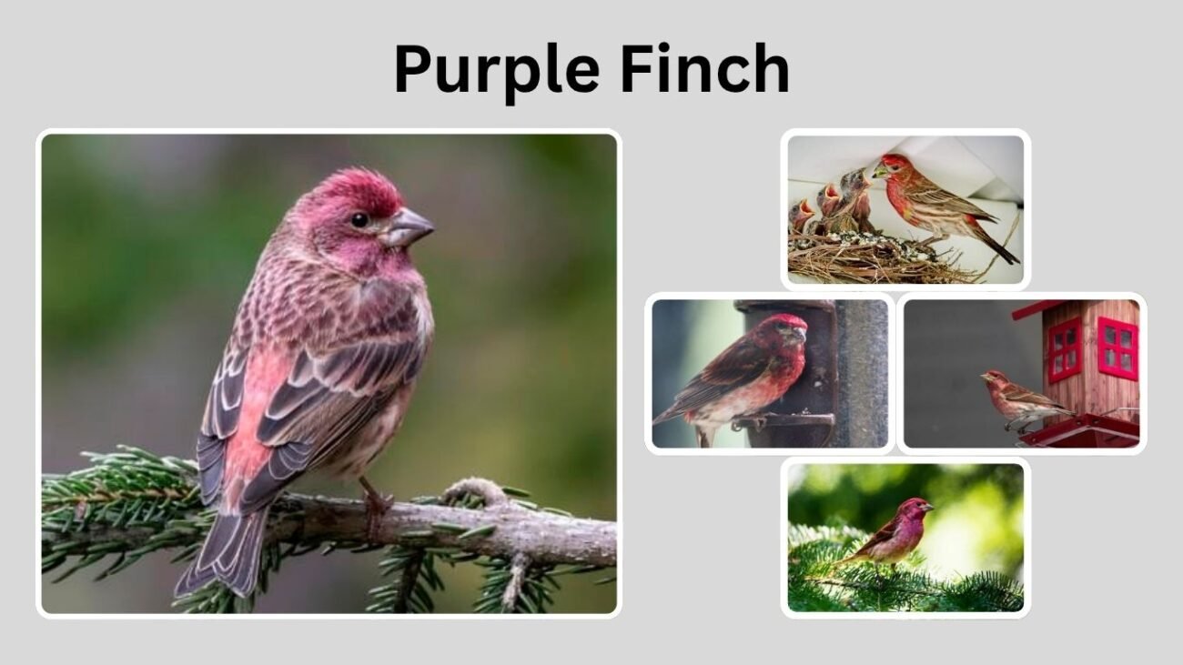 Purple Finch: Identification, Habitat, Behavior, and Unique Traits