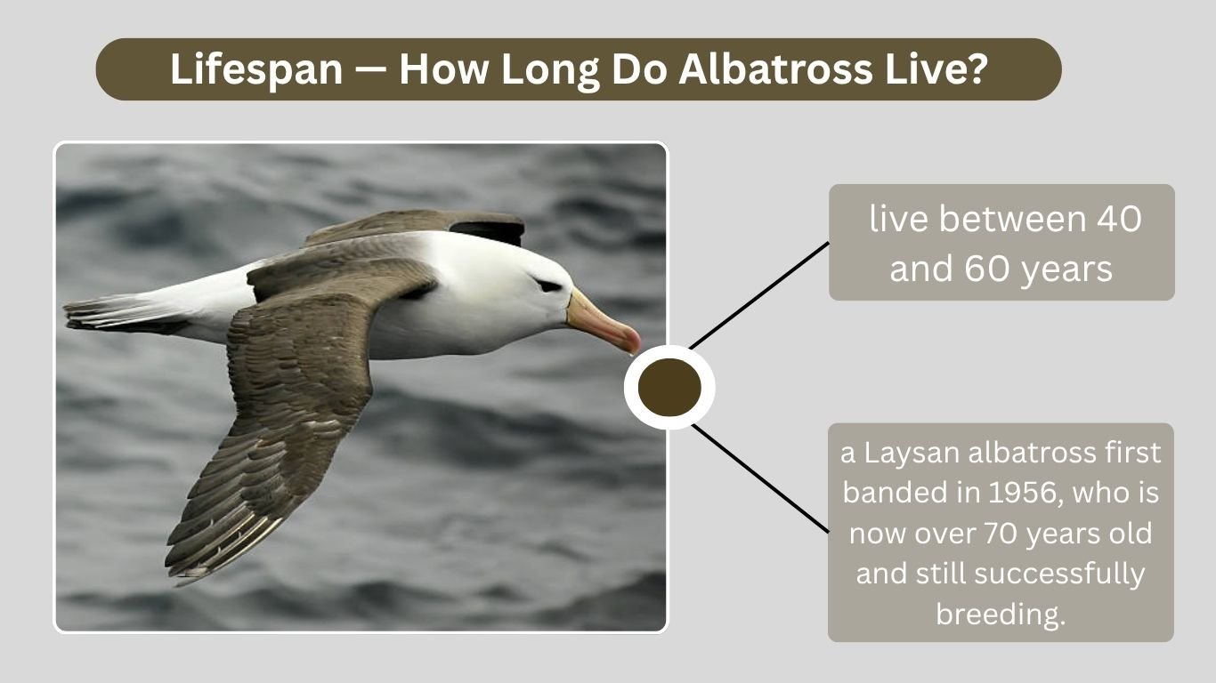 Where Do Albatross Live and How Long Do They Live?